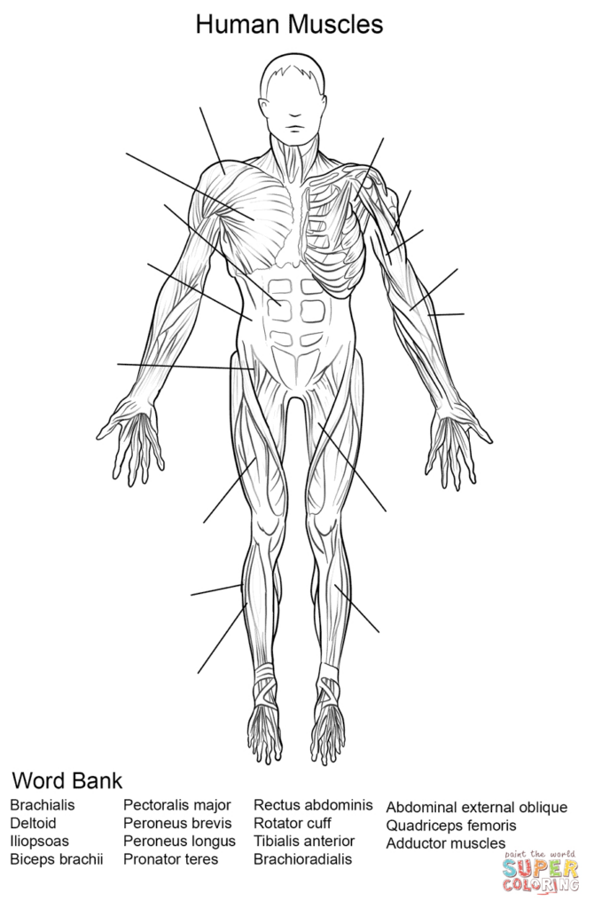 Free Printable Human Anatomy Worksheets-159 | Lyana Worksheets