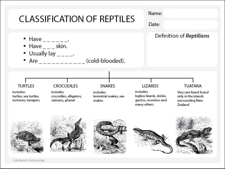 Free Printable Reptile Worksheets-159 | Lyana Worksheets