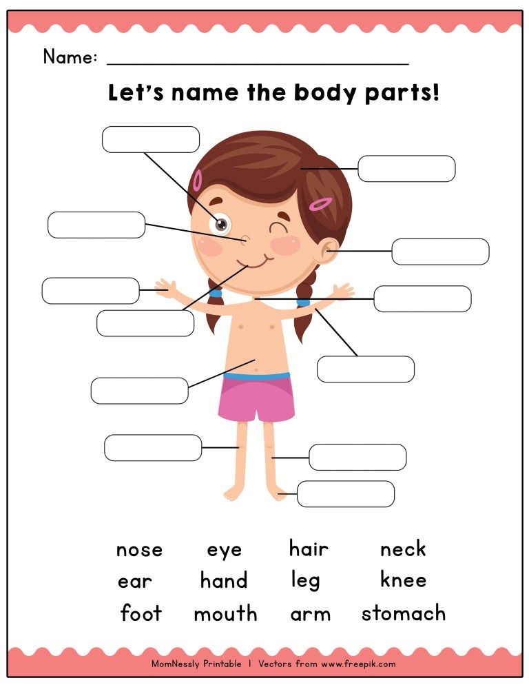 Free Printable Worksheets Kindergarten Body Parts Lyana Worksheets