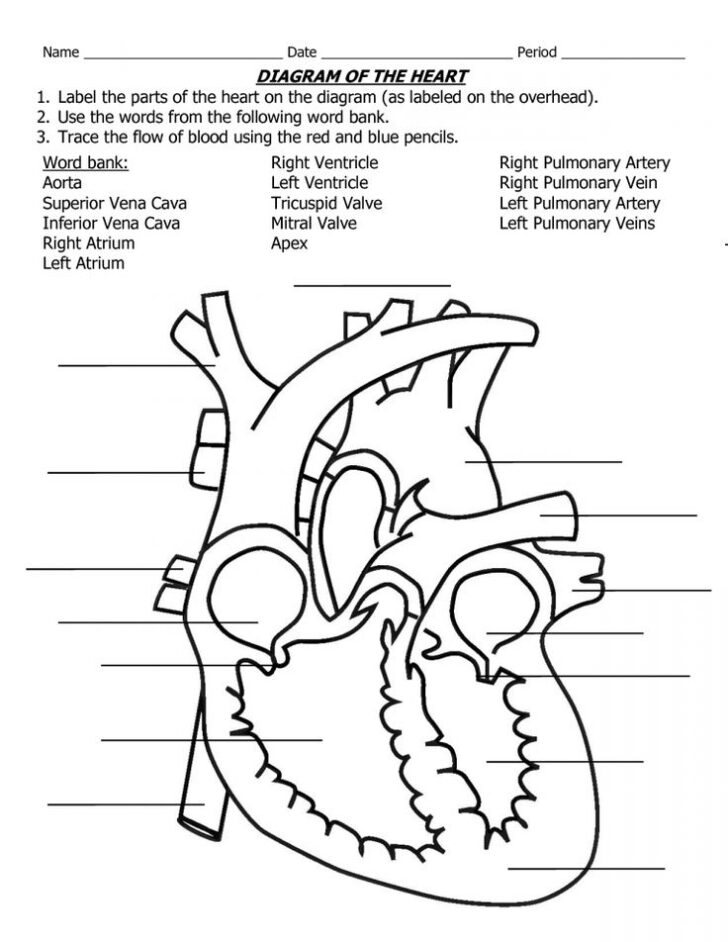 Heart Diagram Printable Worksheet-159 | Lyana Worksheets