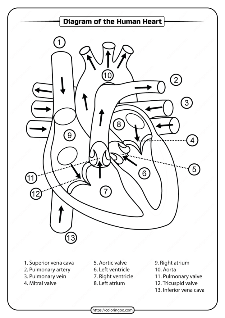 Heart Diagram Printable Worksheet-159 | Lyana Worksheets