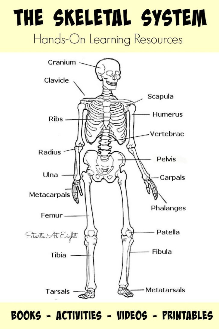 Human Body Parts Printable Worksheets Lyana Worksheets