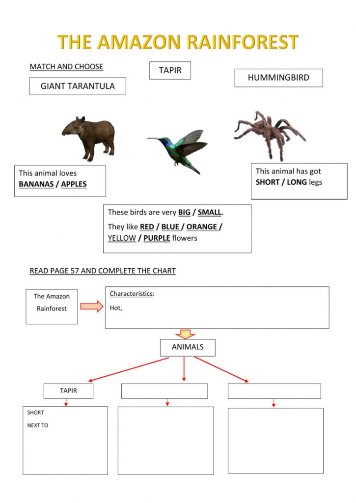 Rainforest Printable Worksheets-159 | Lyana Worksheets